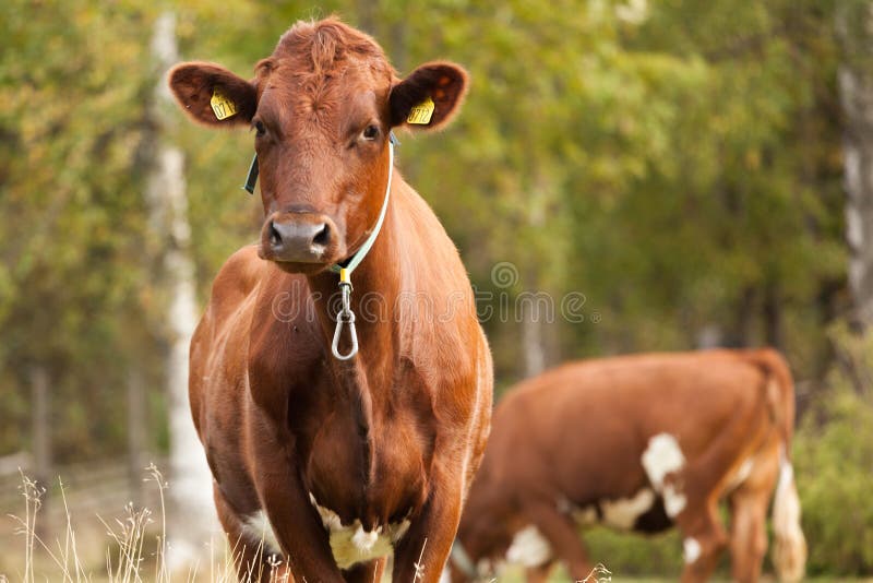 Moo stock image. Image of cows, animal, curious, wildlife - 88036223