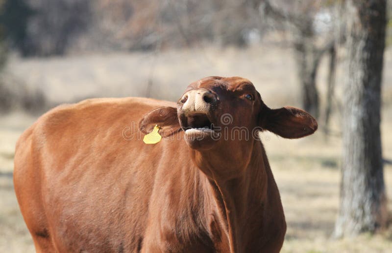 ¡MOO De La Cara De La Vaca! Foto de archivo - Imagen de ruidoso, sucio ...