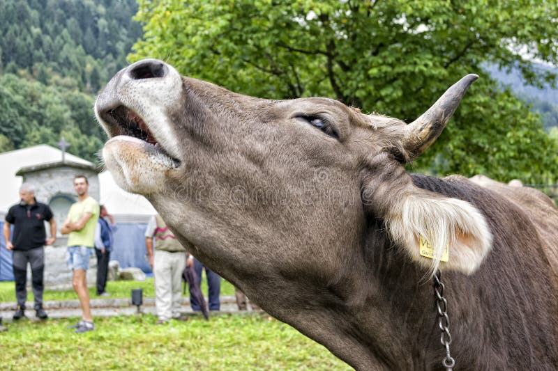 MOO de la vaca foto de archivo. Imagen de campo, mudo - 44319804