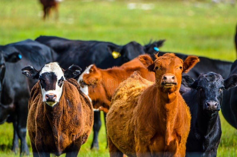 Moo stock image. Image of bovine, agriculture, cattle - 54966187