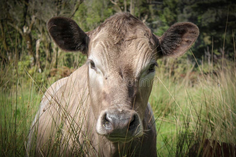 Moo stock photo. Image of gray, paddok, beef, animal - 52220932