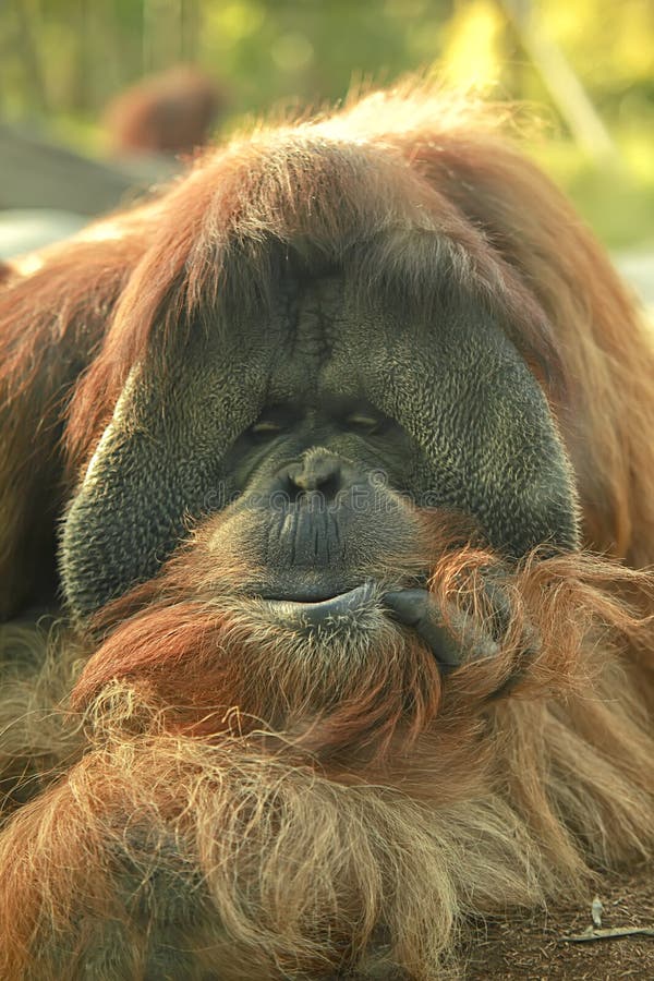 Mood stock photo. Image of stress, animal, wildlife, worried - 16211940