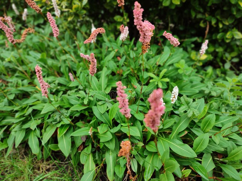 Mood Elevating Pink Funnel Flower Stock Photo - Image of flower, mood ...