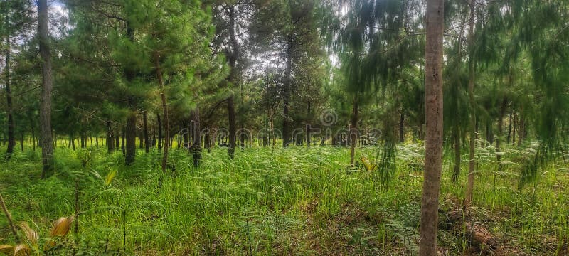 Mood of Jungle of Soputan and Tree of Love and Smooth Stock Image ...