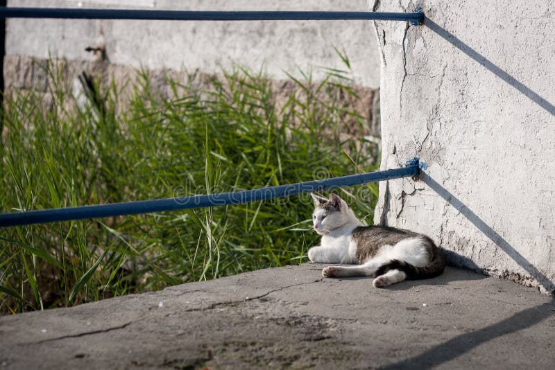 Moody Chilling Kitty on Concrete Stock Photo - Image of green, wildlife ...