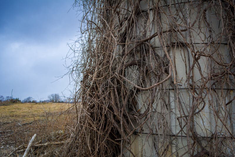 Moody Close-up View of Vines Taking Over a Stone Structure in a Field ...