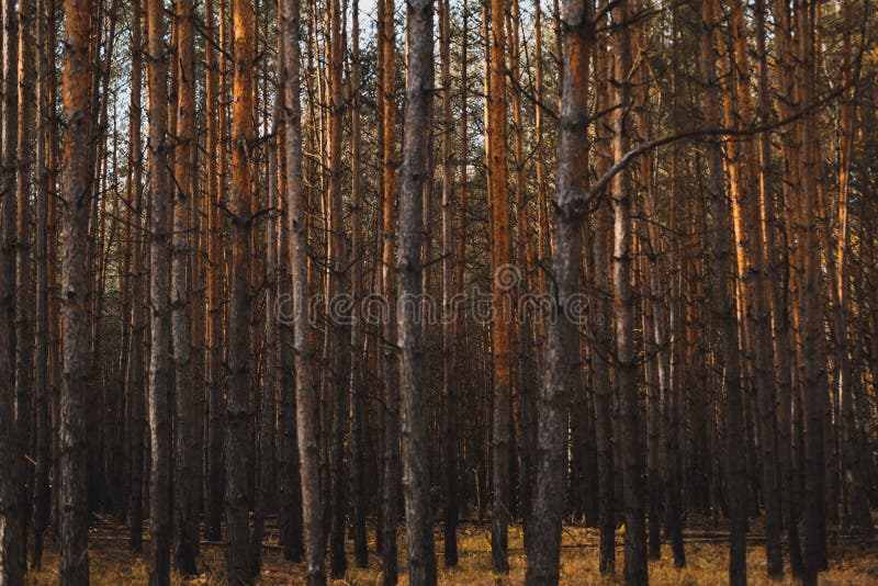 Moody Dark Forest. Desaturated Colors, Vintage Effect Stock Image ...