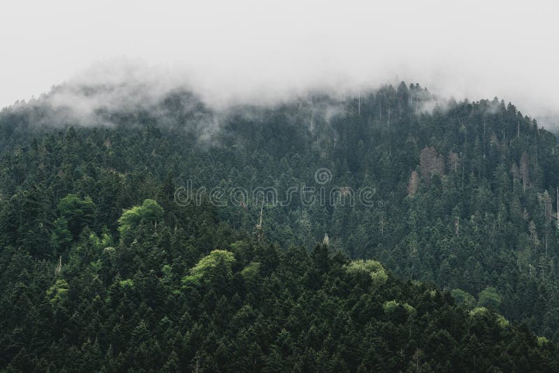 Moody Dark Forest Landscape with Cloud and Mist. Stock Image - Image of ...