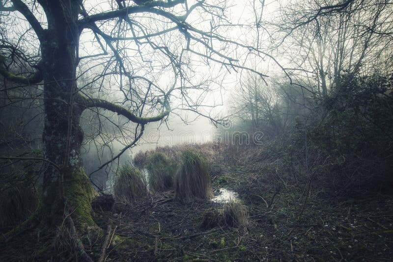 Moody Dramatic Foggy Forest Landscape Spring Autumn Fall Stock Image ...