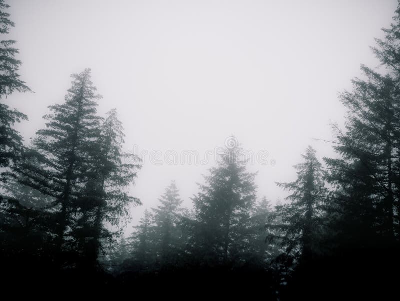 Moody forest myst stock photo. Image of leaf, athmosphere - 209200126