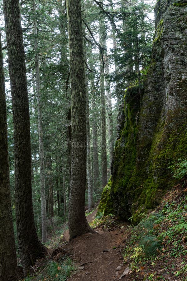 Moody Forest in Pacific Northwest Stock Image - Image of flora, woods ...