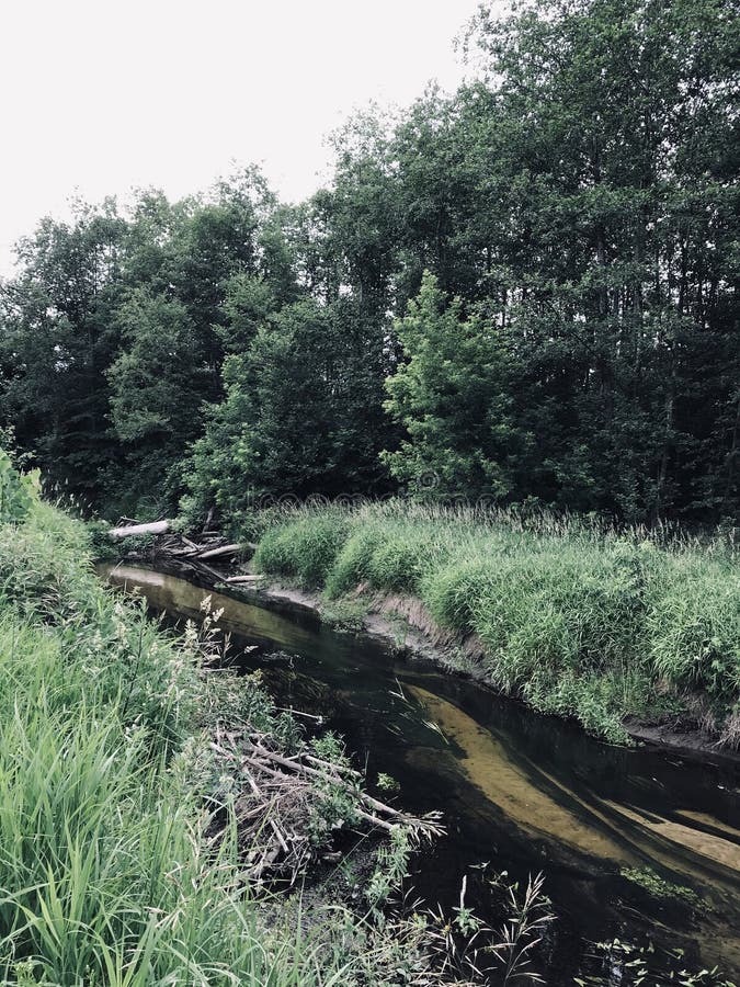 Forest river stock photo. Image of river, water, grass - 181557932