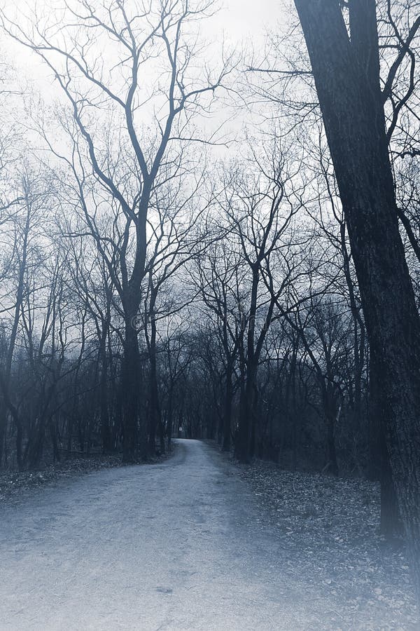 Moody Forested Path In Blue Mist Stock Photo - Image of diversity ...