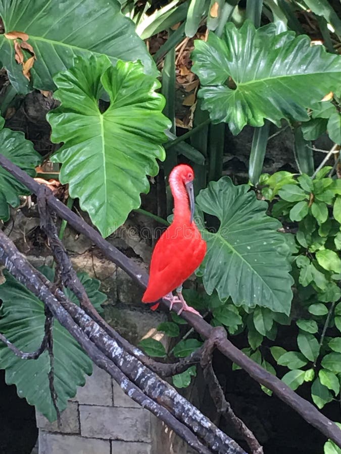 Tropical red bird stock photo. Image of tropical, moody - 105598086