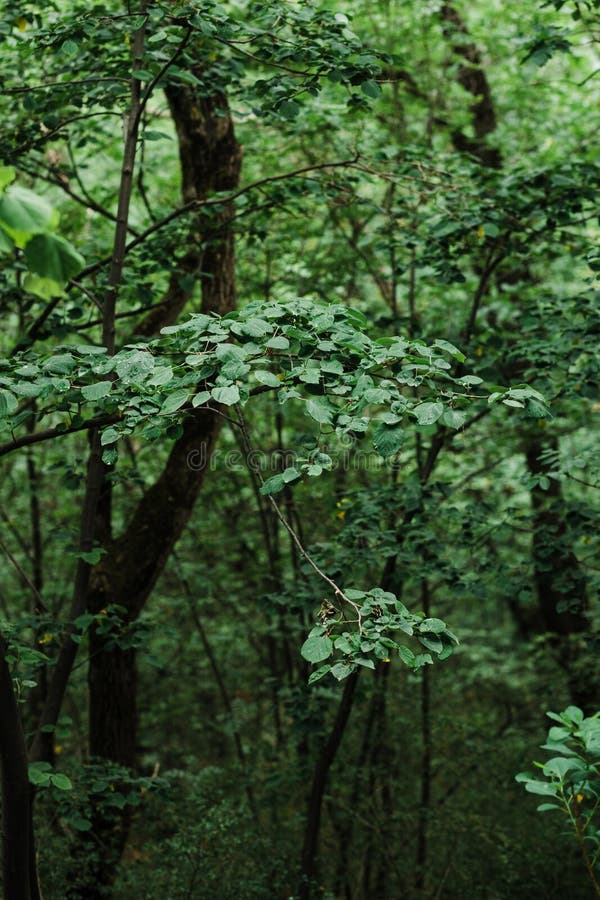 Moody Green Leaves in the Forest Stock Image - Image of beech ...