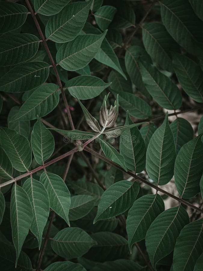 Moody Green Top Down of a Plant Stock Photo - Image of decorative, stem ...