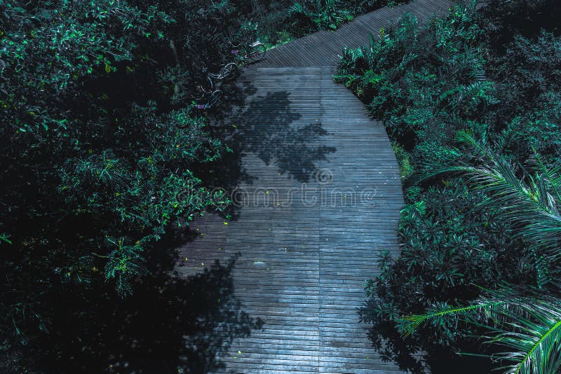 Moody Green of Wooden Bridge in the Forest ,top View. Stock Photo ...