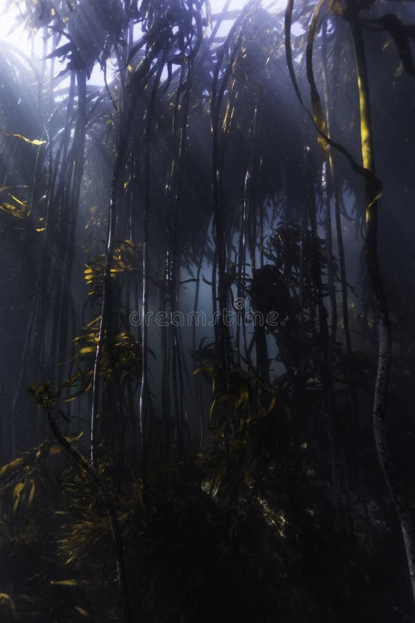 A Moody Kelp Forest with the Sunrays Shining Down into the Water Stock ...