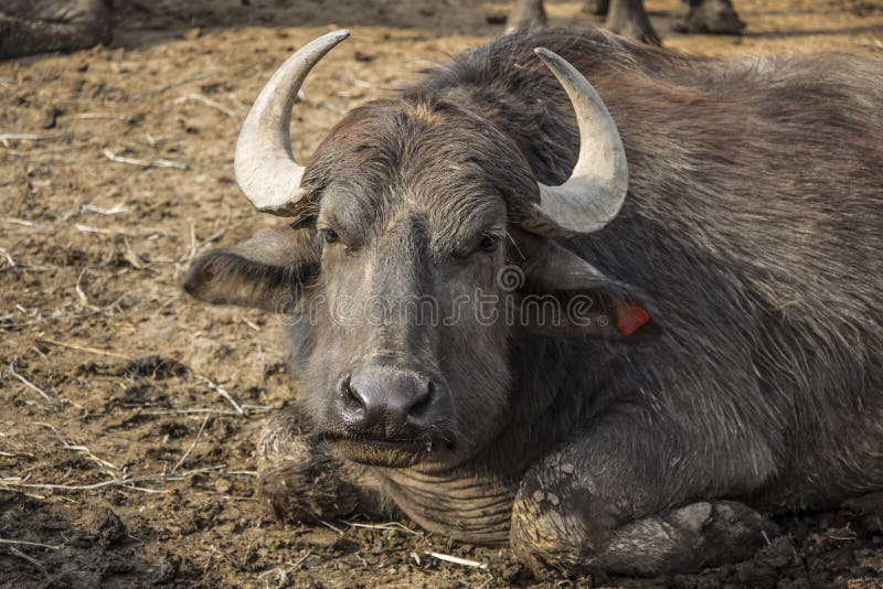 Moody Murrah buffalo stock image. Image of front, asian - 50474309