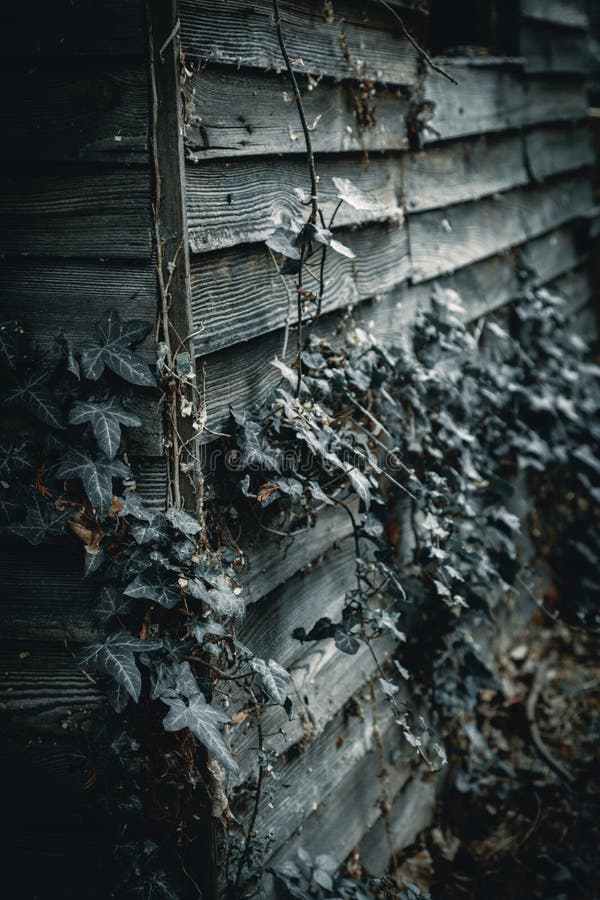 Moody and Spooky Old Wooden Shed Stock Image - Image of closeup, woods ...