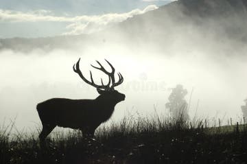 Moody stag stock image. Image of graze, cervus, rural - 2245137