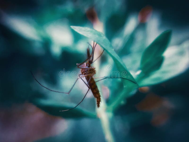 Moody tones of a mosquito stock photo. Image of green - 189565372