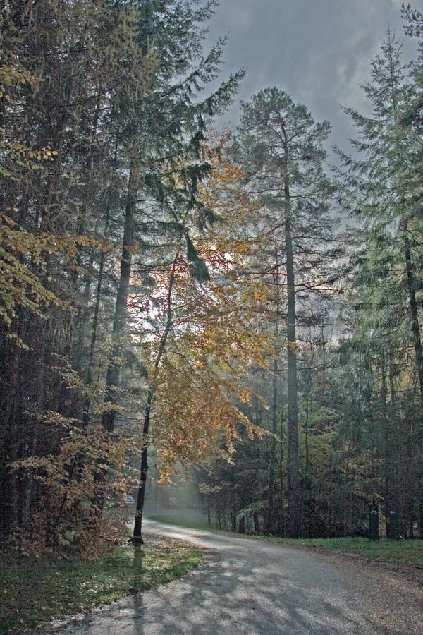 Moody Tree Scene - Stock Photo Stock Image - Image of scene, brings ...