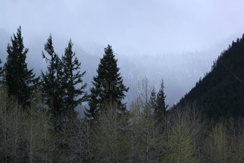 Moody Trees on Stevens Pass Stock Image - Image of trees, dark: 108726157