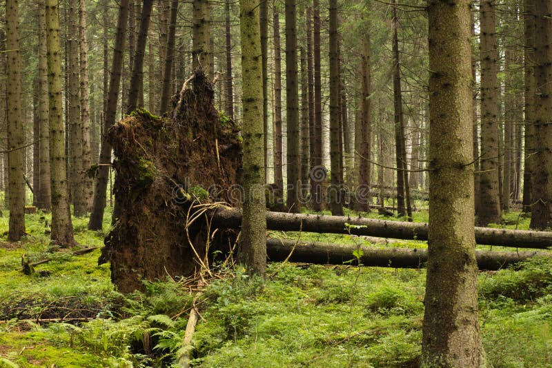 Mooi bos stock foto. Image of stralen, park, landelijk - 26808744