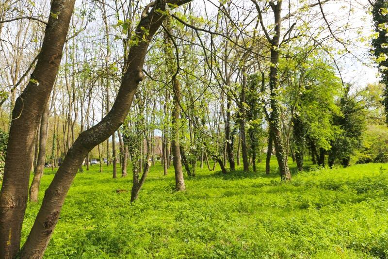 Mooi bos stock afbeelding. Image of achtergrond, regen - 118857133