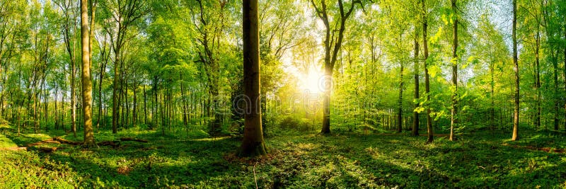 Mooi bospanorama stock afbeelding. Afbeelding bestaande uit milieu ...