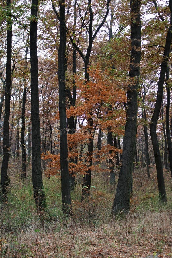 Mooi bos in de herfst stock afbeelding. Image of europa - 175978719