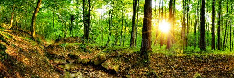 Mooi Bos Met Beek in Heldere Zonneschijn Stock Foto - Image of beek ...