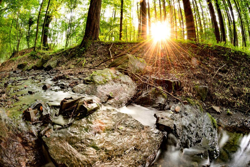 Bos Met Beek En Heldere Zon Stock Foto - Afbeelding bestaande uit ...