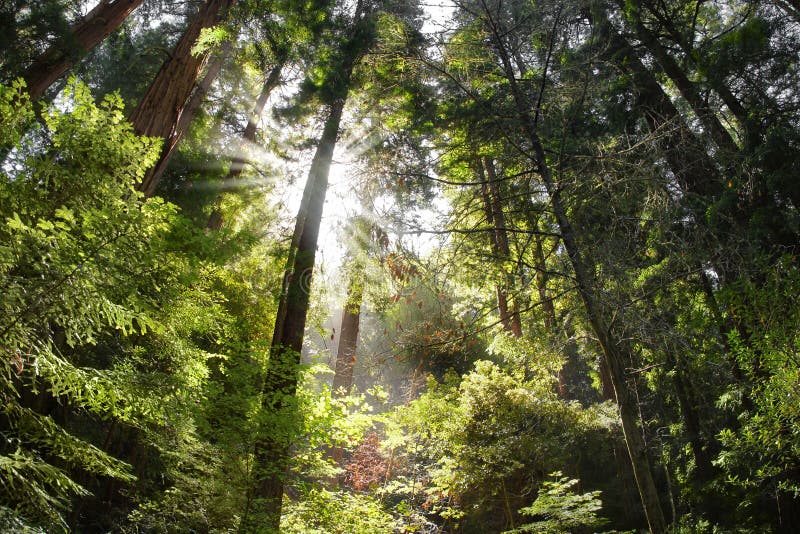 Het Bos Van De Californische Sequoia Stock Foto - Image of milieu, reus ...