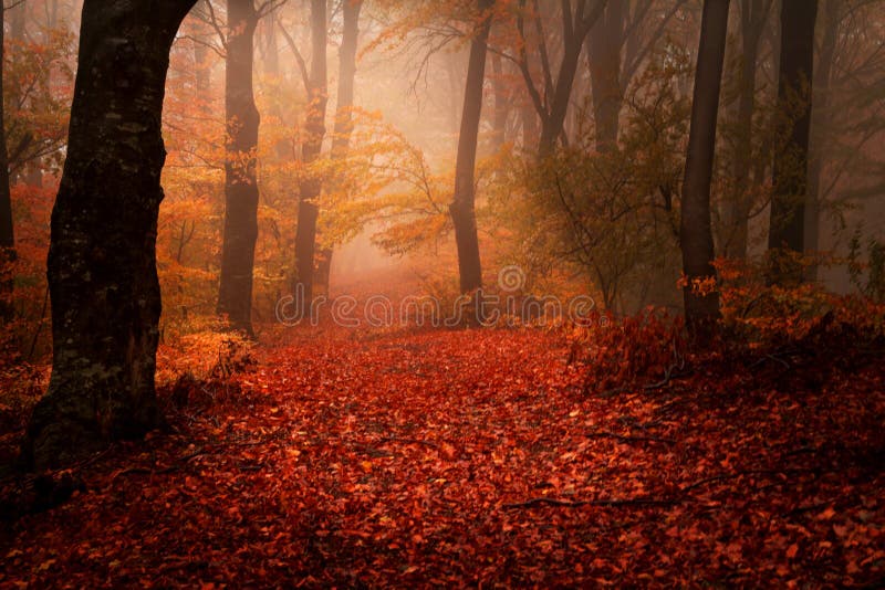 Mooi bos tijdens de herfst stock foto. Image of dauw - 28543492