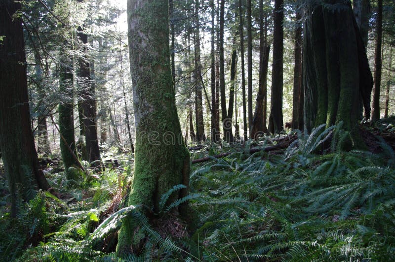 Mooi woud om te lopen. stock foto. Image of vers, achtergrond - 203211642