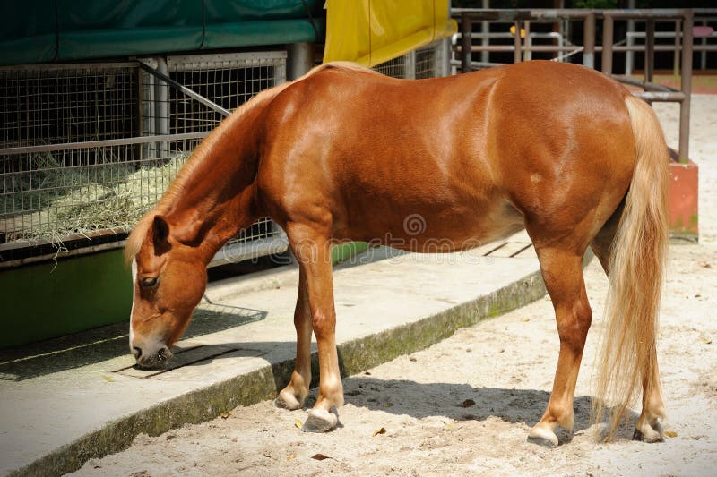 Mooi bruin paard stock afbeelding. Image of ruiter, kleur - 25308809