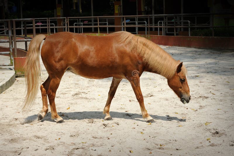 Mooi bruin paard stock foto. Image of galop, huid, uitziend - 25308848
