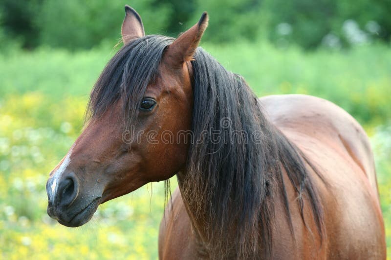 Mooi bruin paard stock foto. Image of landbouwbedrijf - 29253052