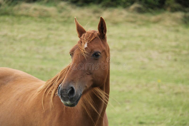 Mooi bruin paard stock afbeelding. Image of stabiel, ruiter - 81209653