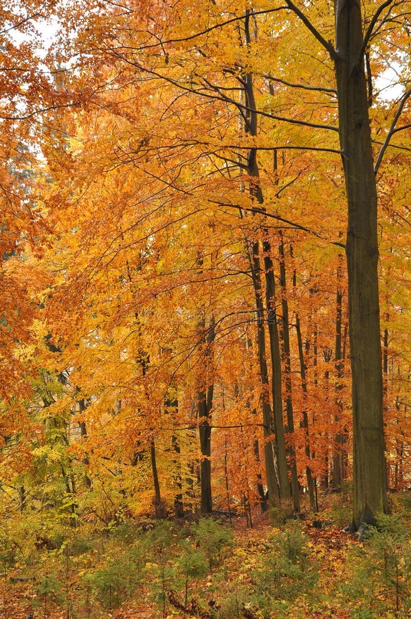 Mooi bos stock afbeelding. Image of flora, takken, tijdschema - 3517131