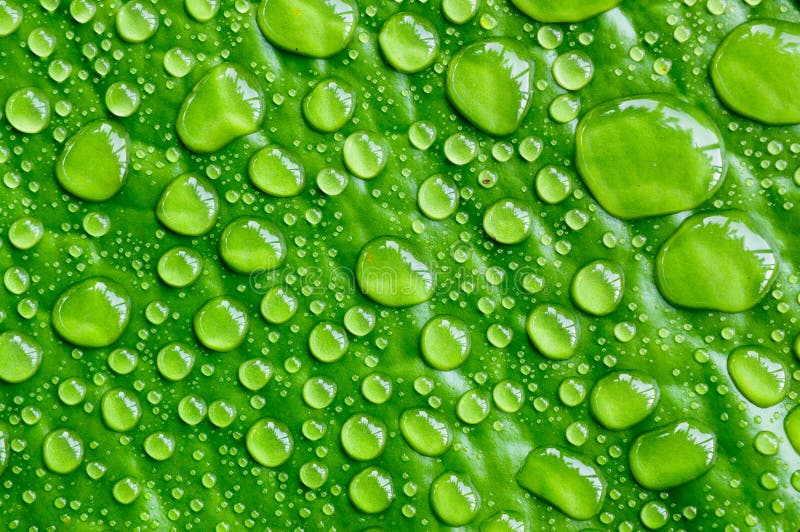 Mooi groen blad stock foto. Image of daling, samenvatting - 26022608