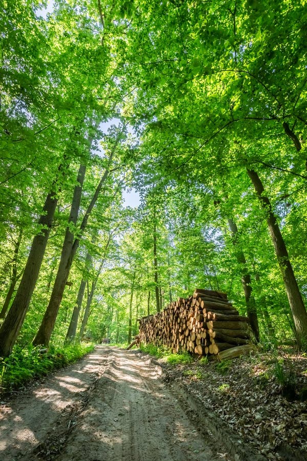 Mooi groen bos in de zomer stock foto. Image of park - 120128934