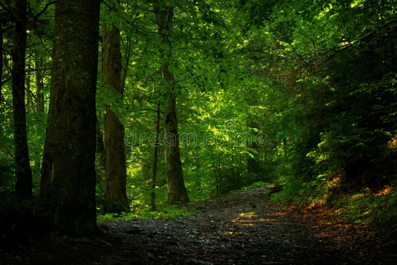 Weg Door Een Eng Bos in De Zomer Stock Foto - Image of bergen, straal ...