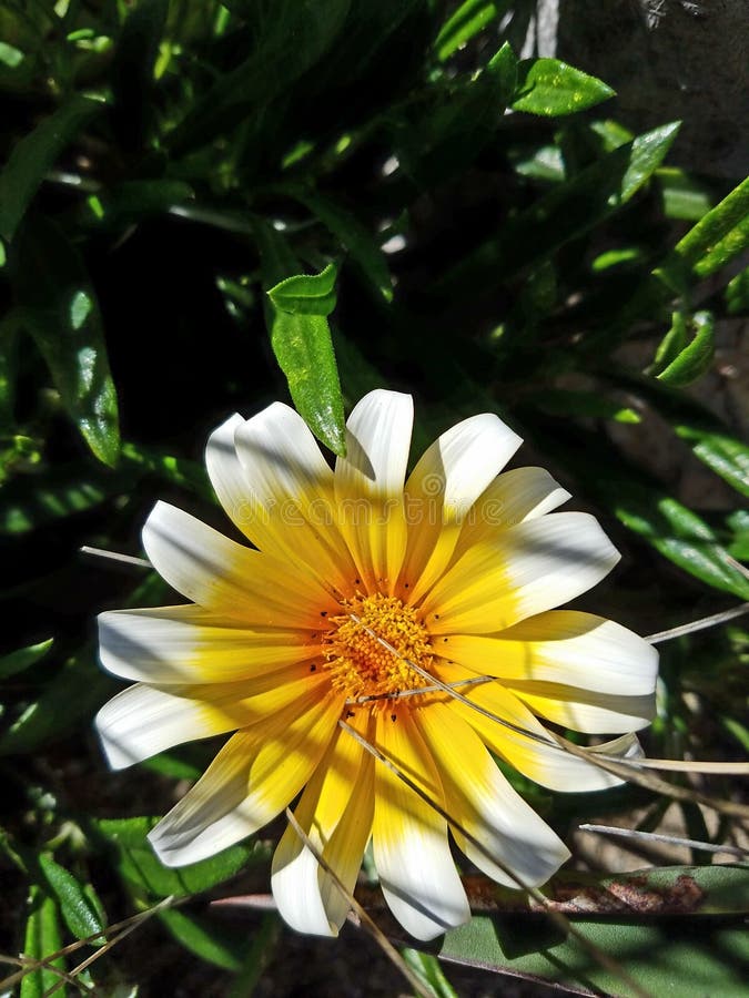 Mooi Omhoog Dicht Van Gele Witte Bloem Stock Foto - Afbeelding ...