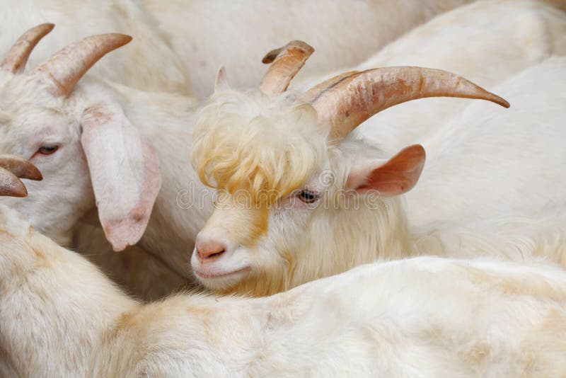 Saanengeit stock afbeelding. Image of platteland, geit - 65378097