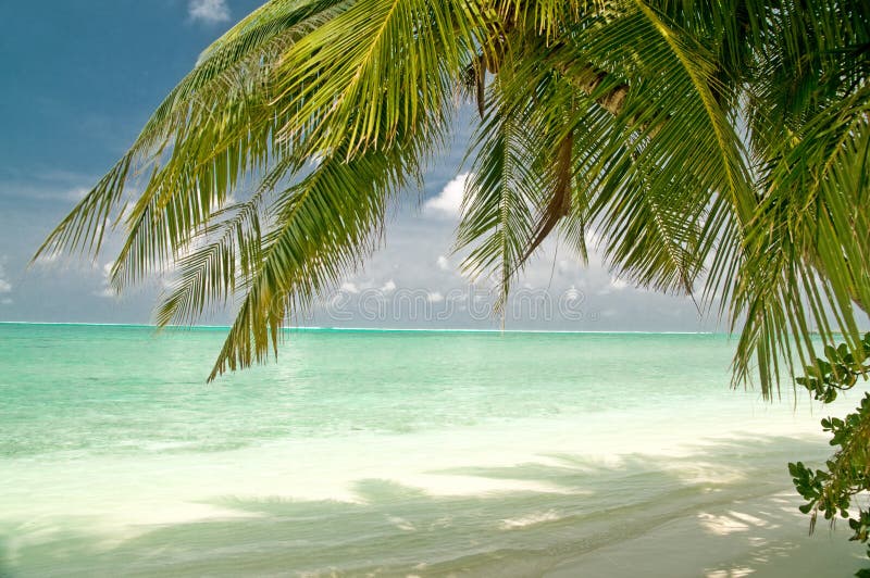 Mooi Tropisch Strand Op Een Maldivian Eiland Stock Foto - Image of ...