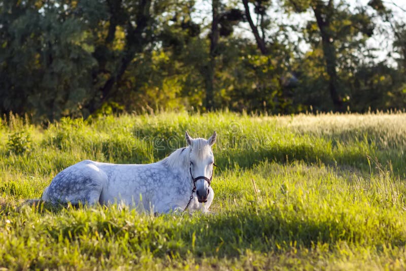 Mooi Wit Paard Die in Groen Gras Liggen Stock Afbeelding - Image of ...