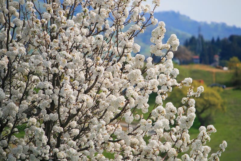 Mooie Bloeiende Bomen in De Lente Stock Foto - Image of tuin, boomgaard ...